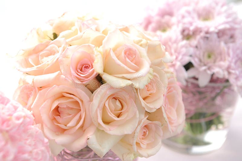 Blossom roses stock image. Image of beauty, glow, dreamy - 25659651