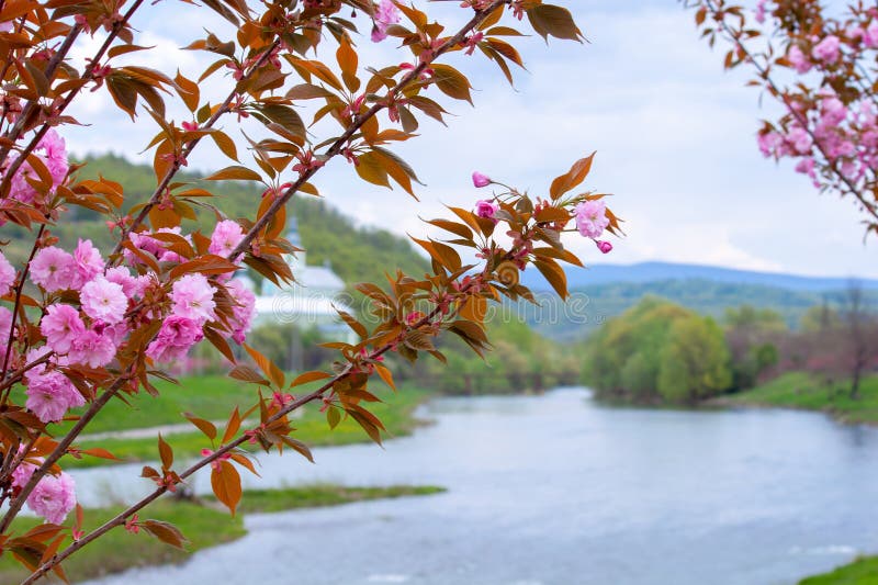 Blossom Sakura, Beautifull Landscape with River and Mountains Stock ...