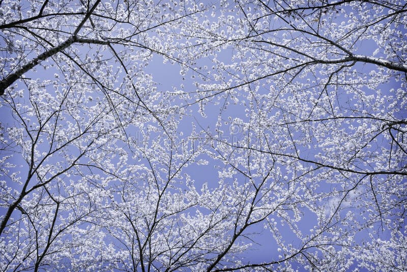 Blossom Sakura Flower on Tree Under Winter Sky Stock Image - Image of ...