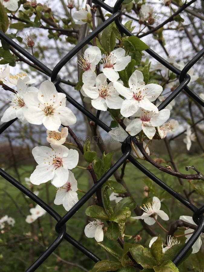 Blossom, Spring, Branch, Flower Picture. Image: 114130602