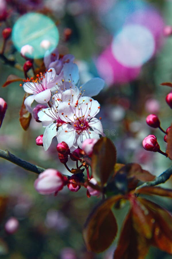 Blossom, Spring, Flora, Branch Stock Photo - Image of plant, flora ...