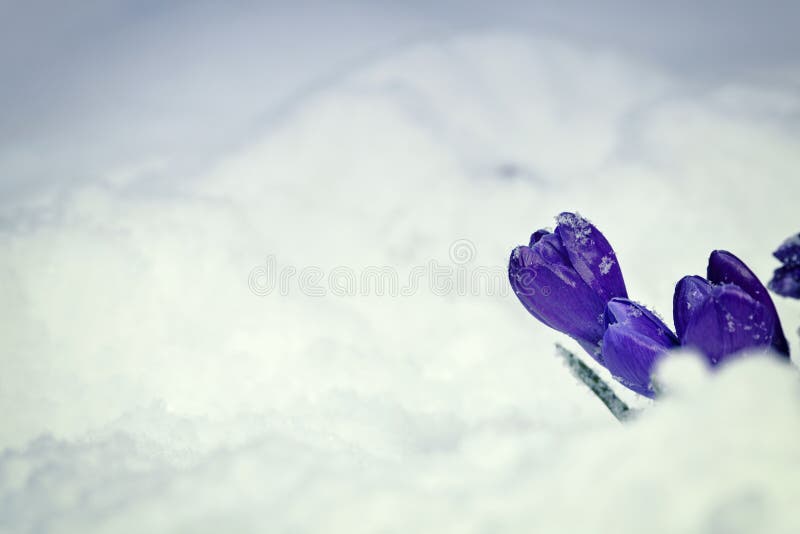 Blossom Spring Flowers in Snow Stock Image - Image of delicate, crocus ...