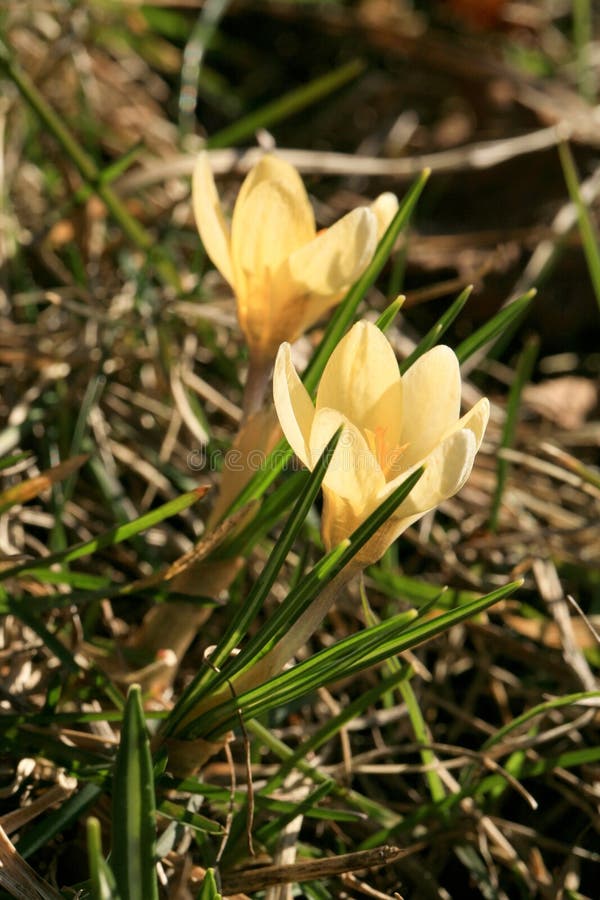 Blossom Spring Plant Crocus. the Beginning of Spring Stock Image ...