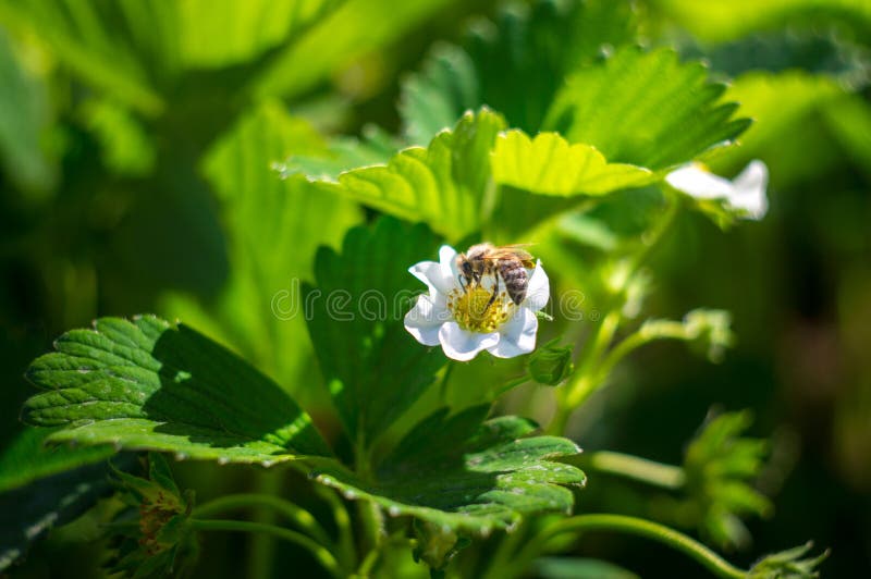 Blossom Strawberry with Bee Stock Image - Image of beauty, healthy ...