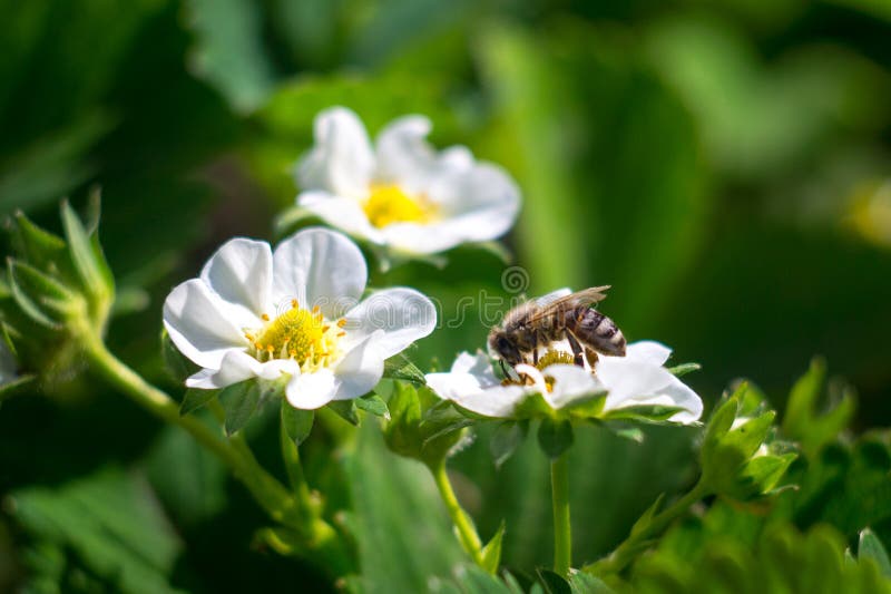 Blossom Strawberry with Bee Stock Image - Image of spring, fruit: 91941417