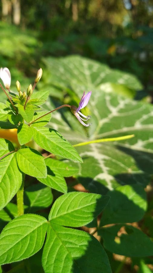 Blossom tiny flower stock image. Image of shrub, petal - 189439065