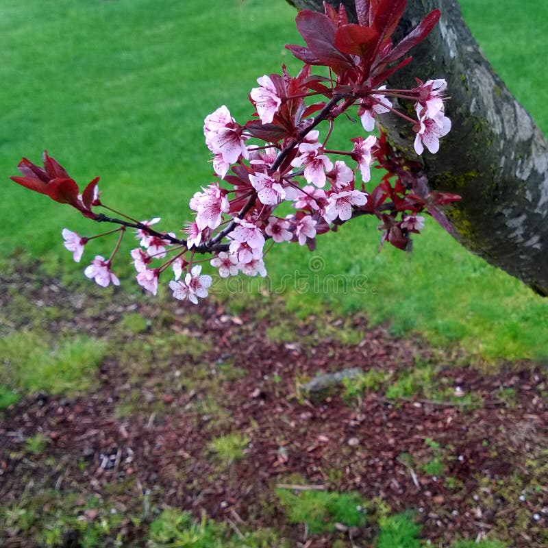 Maroon tree color stock photo. Image of autumn, jungle - 200485118
