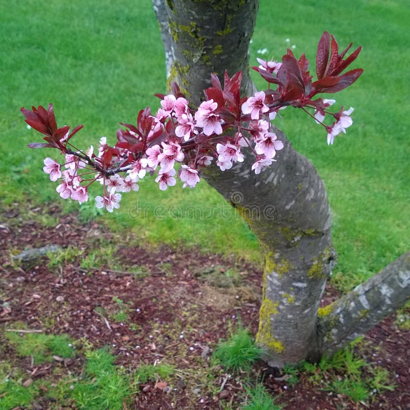 Purple Blossoms and Maroon Leaves on a Tree 02 Stock Photo - Image of ...