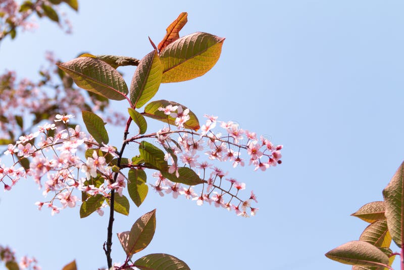 Blossom Tree Background, Nature Photography Stock Image - Image of ...