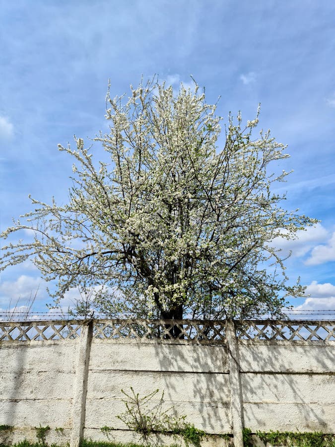 Blossom Tree Behind Concrete Fence Stock Photo - Image of nature ...
