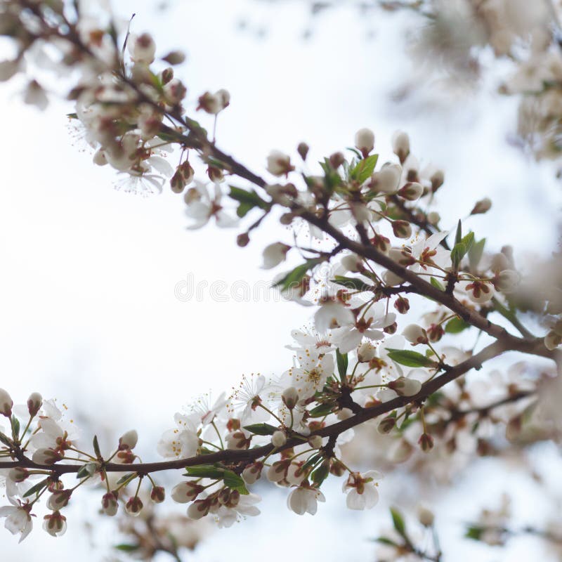 Blossom Tree Branch in Spring Stock Photo - Image of plant, morning ...