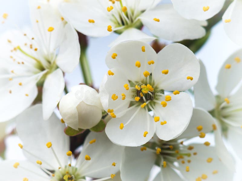 Blossom tree branch stock photo. Image of green, bloom - 89720222