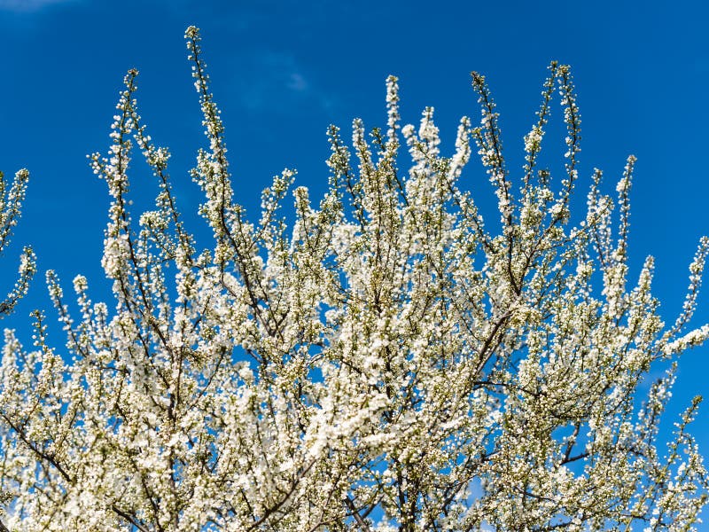 Blossom Tree Branches with White Flowers Stock Image - Image of garden ...