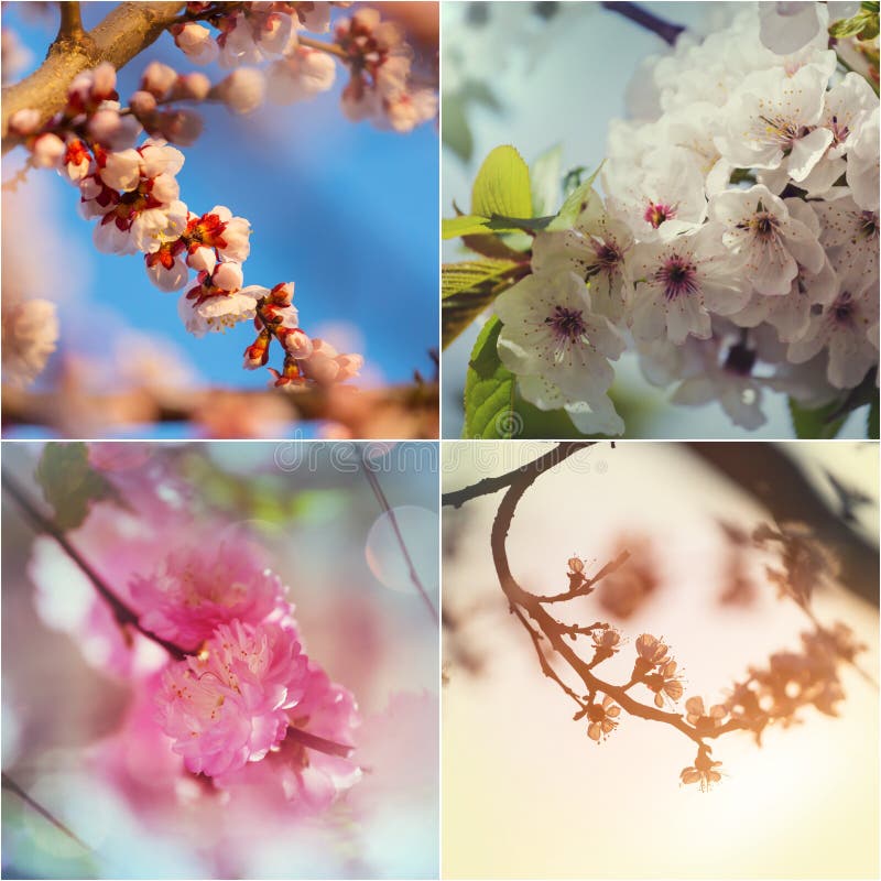 Blossom tree collage stock photo. Image of blossom, leaf - 173000534
