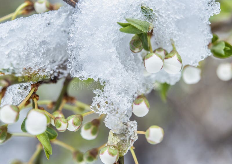 A Blossom Tree Covered in Snow Stock Image - Image of early, macro ...