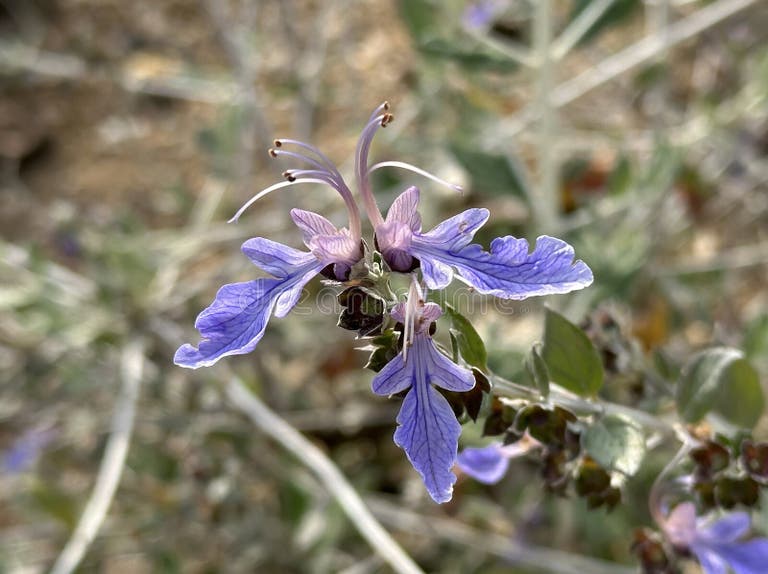 Blossom Tree Germander or Bush Germander (lat.- Teucrium Fruticans ...