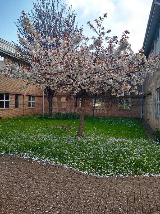 Blossom tree of hope stock photo. Image of blossom, property - 182068714