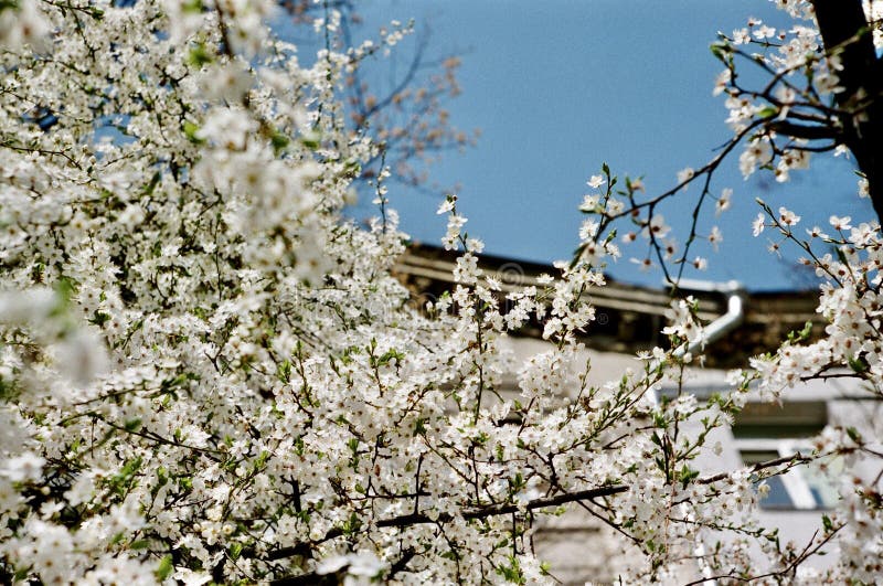 Blossom tree stock image. Image of blossom, produce - 270656401