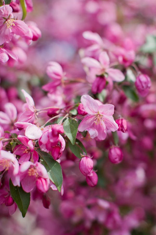 Blossom Tree with Pink Flowers. Sakura Blossom Tree Stock Image - Image ...
