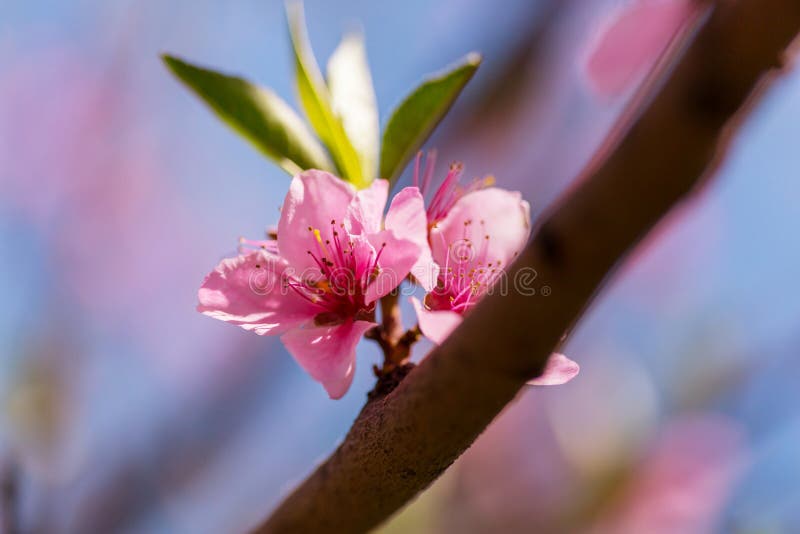 Blossom tree stock image. Image of blossoms, rural, seasons - 70059597
