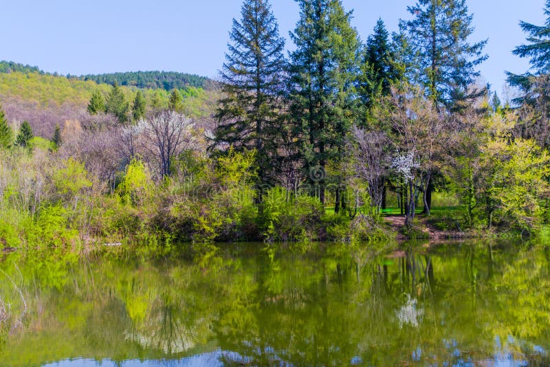 Blossom Trees in Spring with Nice Reflections Stock Image - Image of ...