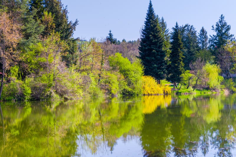 Blossom Trees in Spring with Nice Reflections Stock Photo - Image of ...