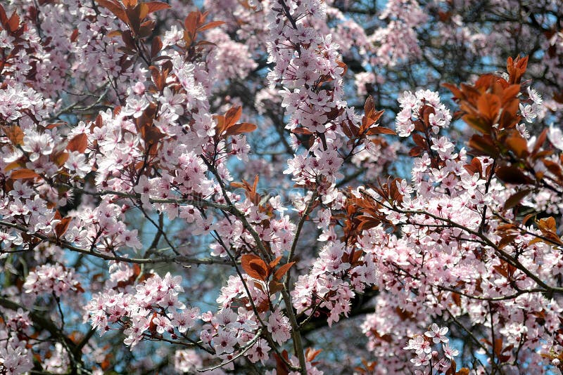 Blossom of trees stock image. Image of environment, stems - 50892775