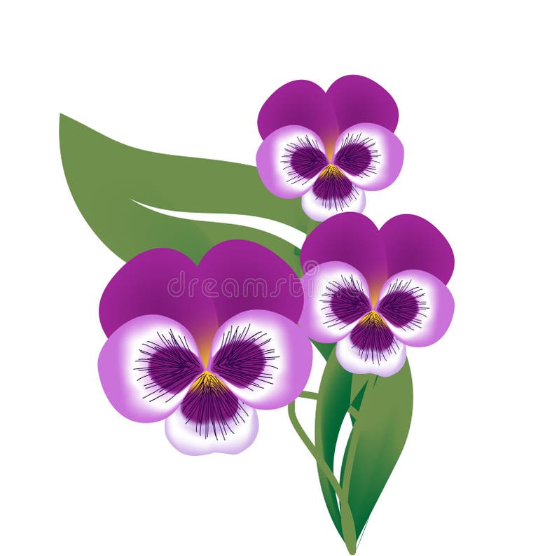 Blossom Violet Flower Stock Illustrations – 125,837 Blossom Violet ...