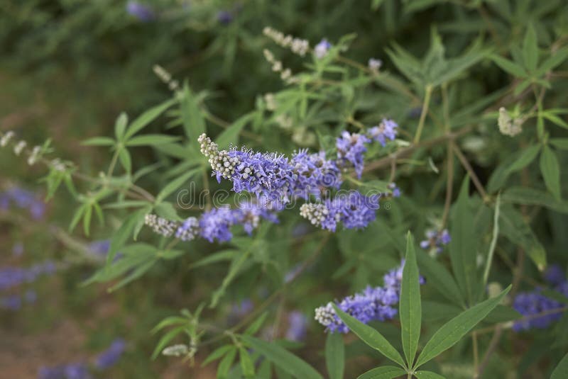 Purple Blue Flowers of Vitex Agnus-castus Stock Photo - Image of bush ...