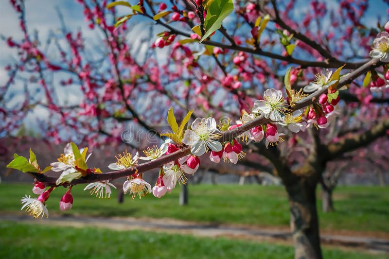 Blossom Web Banner or Header Spring Background Stock Illustration ...