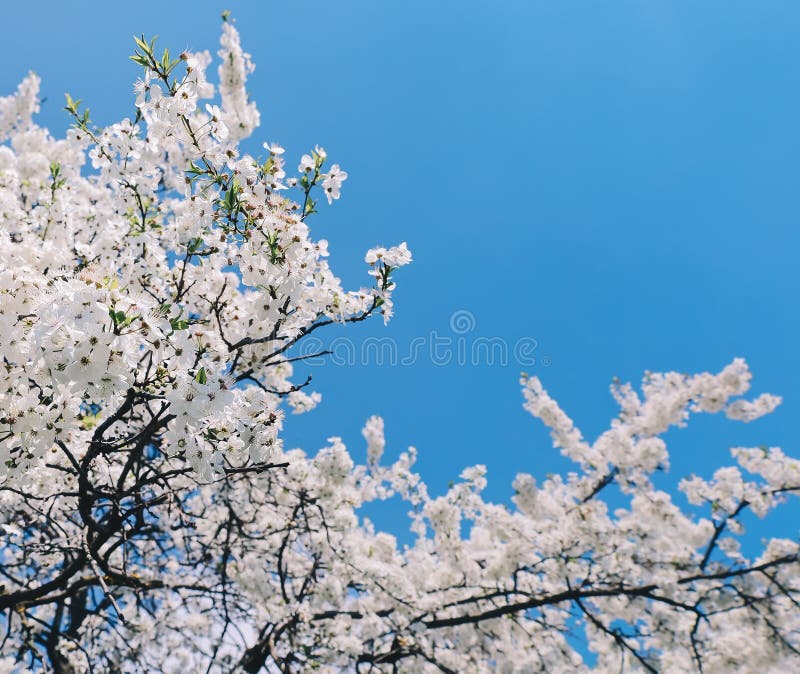Beautiful Nature Light Spring Background Stock Photo - Image of ...