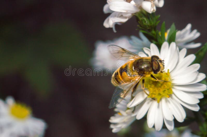 Blossom White Flower with Bee in the Garden Stock Image - Image of ...
