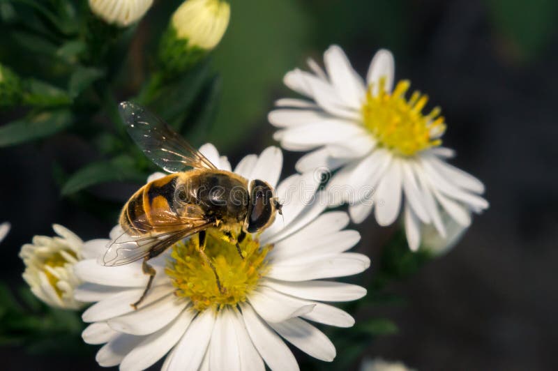 Blossom White Flower with Bee in the Garden Stock Image - Image of ...