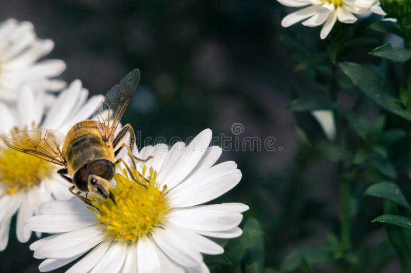 Blossom White Flower with Bee in the Garden Stock Photo - Image of ...