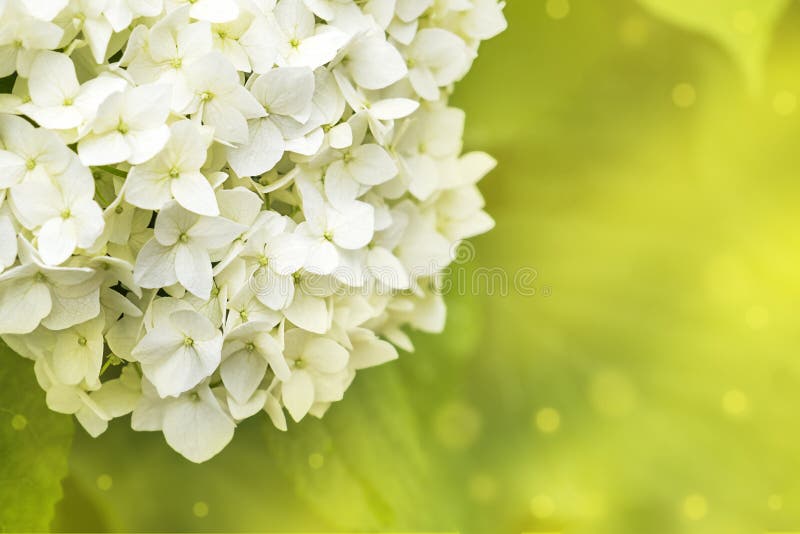 Blossom White Hydrangea Outdoor. Stock Photo - Image of blossom ...