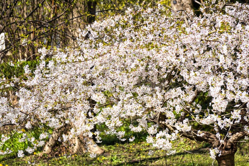 Blossom White Japanese Cherry Tree Stock Photo - Image of grass, garden ...