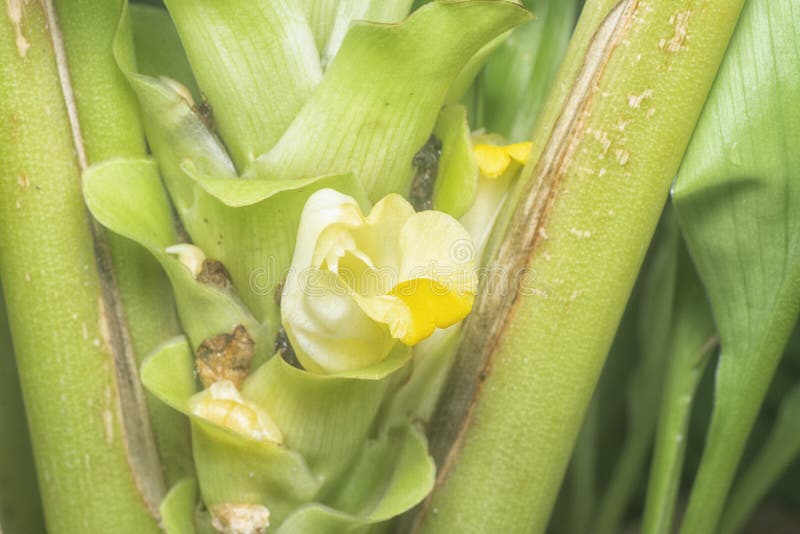 Turmeric with Stem in Cross Section Stock Image - Image of science ...