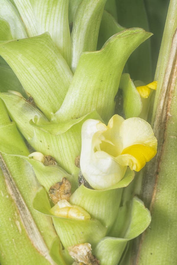 Turmeric with Stem in Cross Section Stock Image - Image of science ...