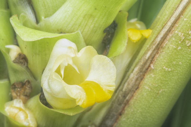 Turmeric with Stem in Cross Section Stock Image - Image of science ...