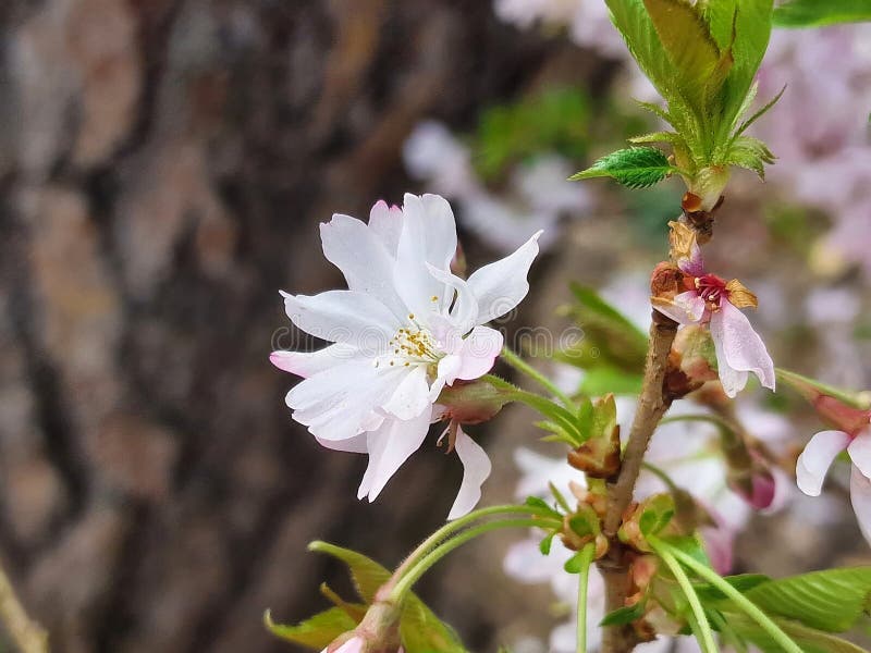 Blossom of a Winter-flowering Cherry, Prunus X Subhirtella Stock Photo ...