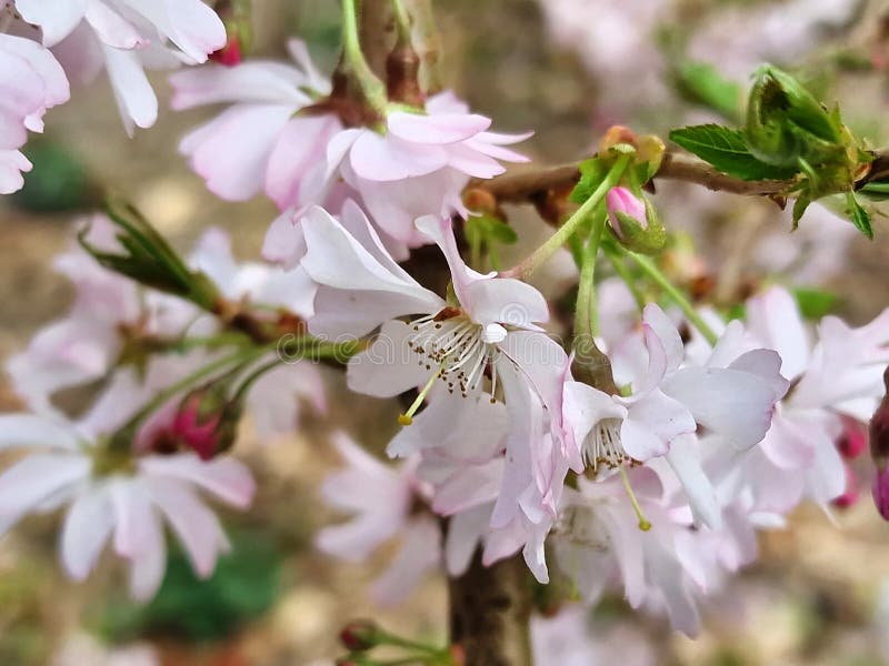 Blossom of a Winter-flowering Cherry, Prunus X Subhirtella Stock Image ...