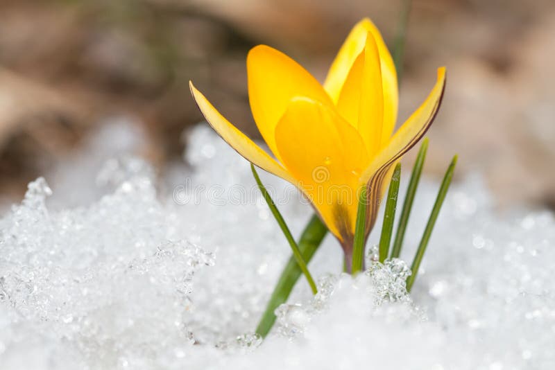 Blossom yellow crocus stock image. Image of botanic, floral - 49735363