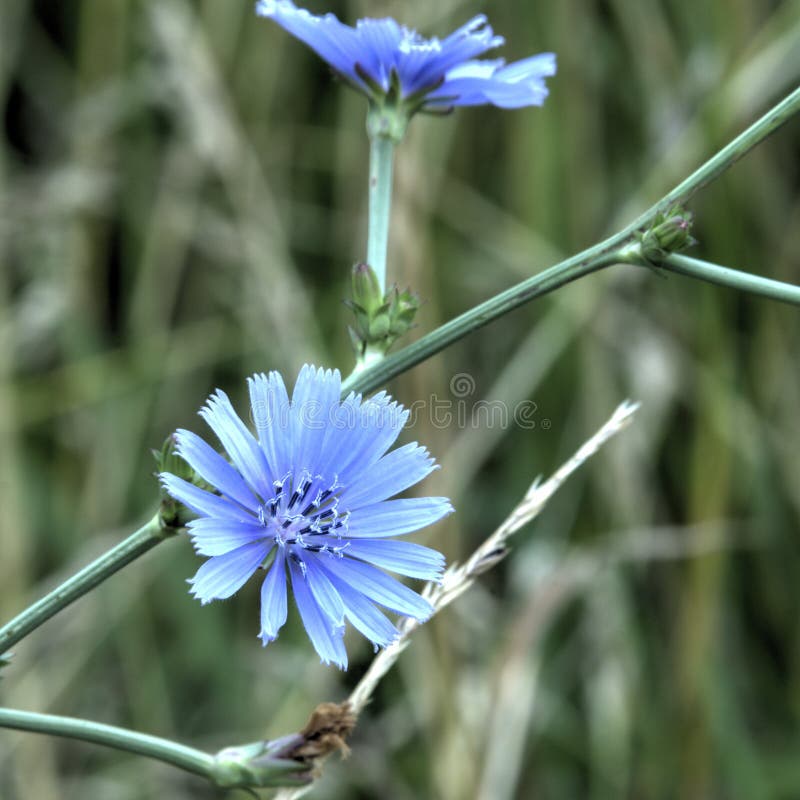 Blossomed Beautiful, Blue Common Chicory Flowers Stock Image - Image of ...