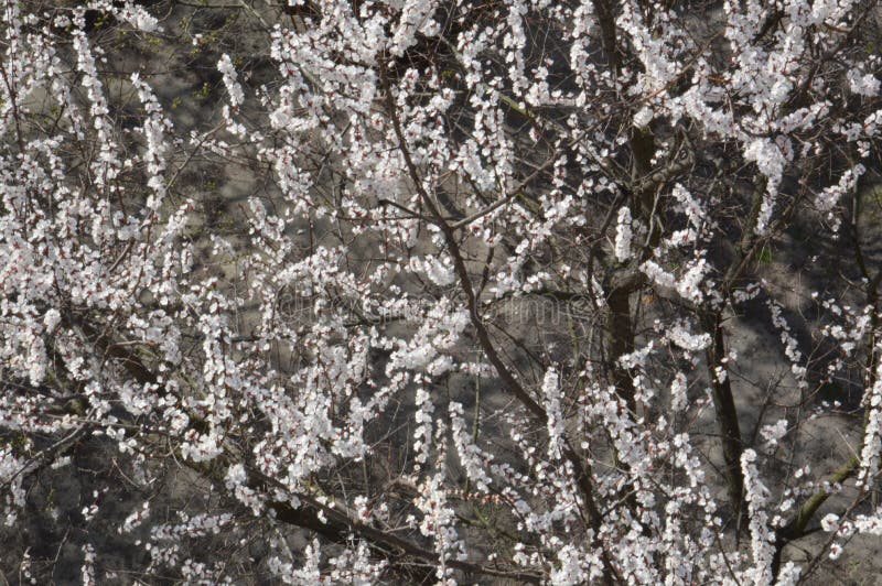 Blossomed Spring Flowers Tree Texture Outdoors Stock Photo - Image of ...