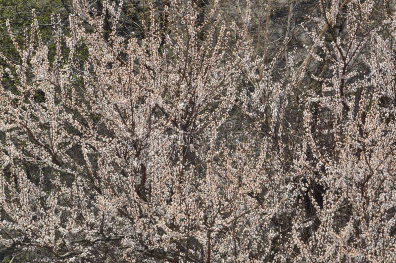 Blossomed Spring Flowers Tree Texture Outdoors Stock Photo - Image of ...