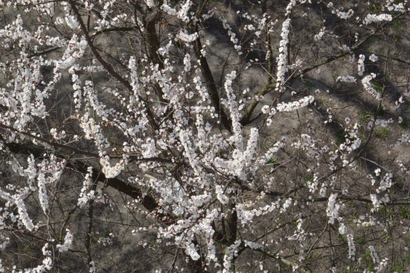 Blossomed Spring Flowers Tree Texture Outdoors Stock Photo - Image of ...