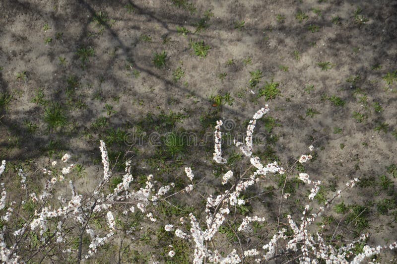 Blossomed Spring Flowers Tree Texture Outdoors Stock Image - Image of ...