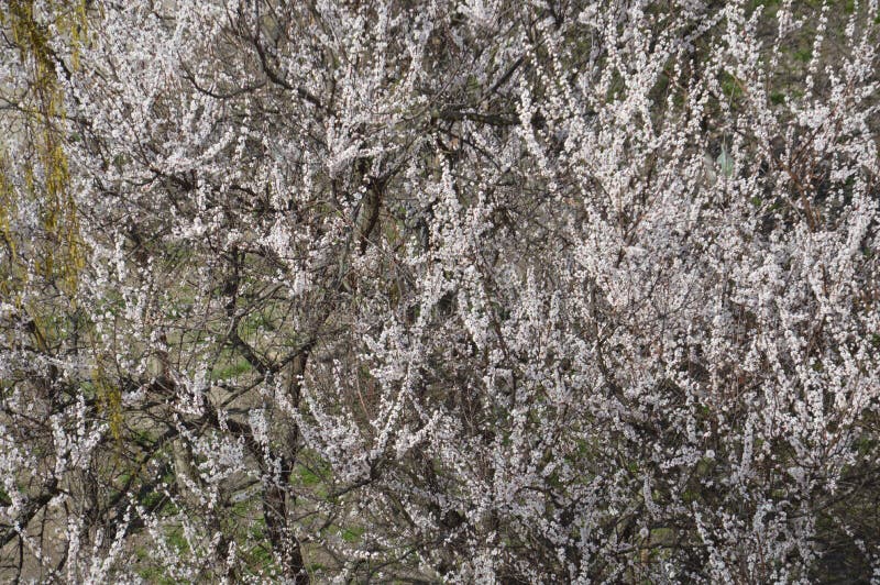 Blossomed Spring Flowers Tree Texture Outdoors Stock Photo - Image of ...