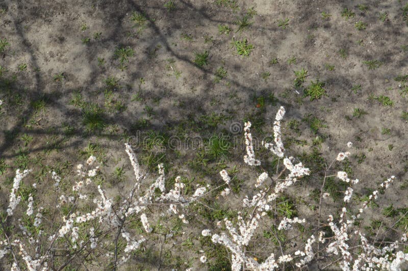 Blossomed Spring Flowers Tree Texture Outdoors Stock Photo - Image of ...