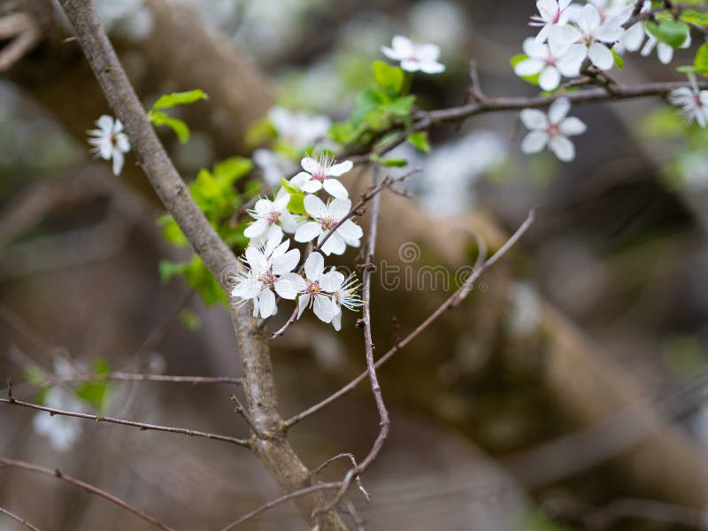 Blossomed tree stock photo. Image of macro, blooming - 318359956